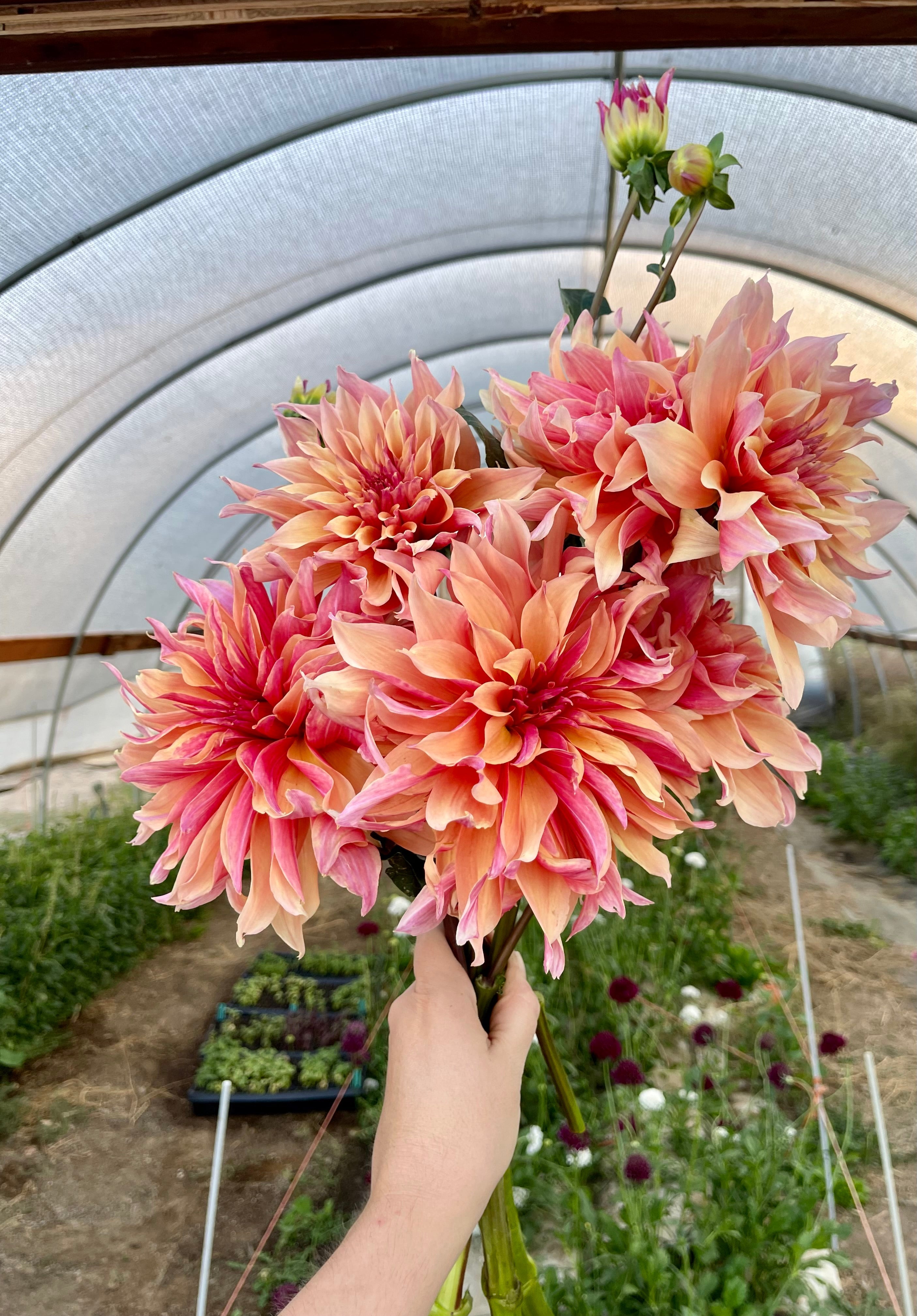 Locally Grown Potted Dahlias – Cocoa Bella Flower Co.