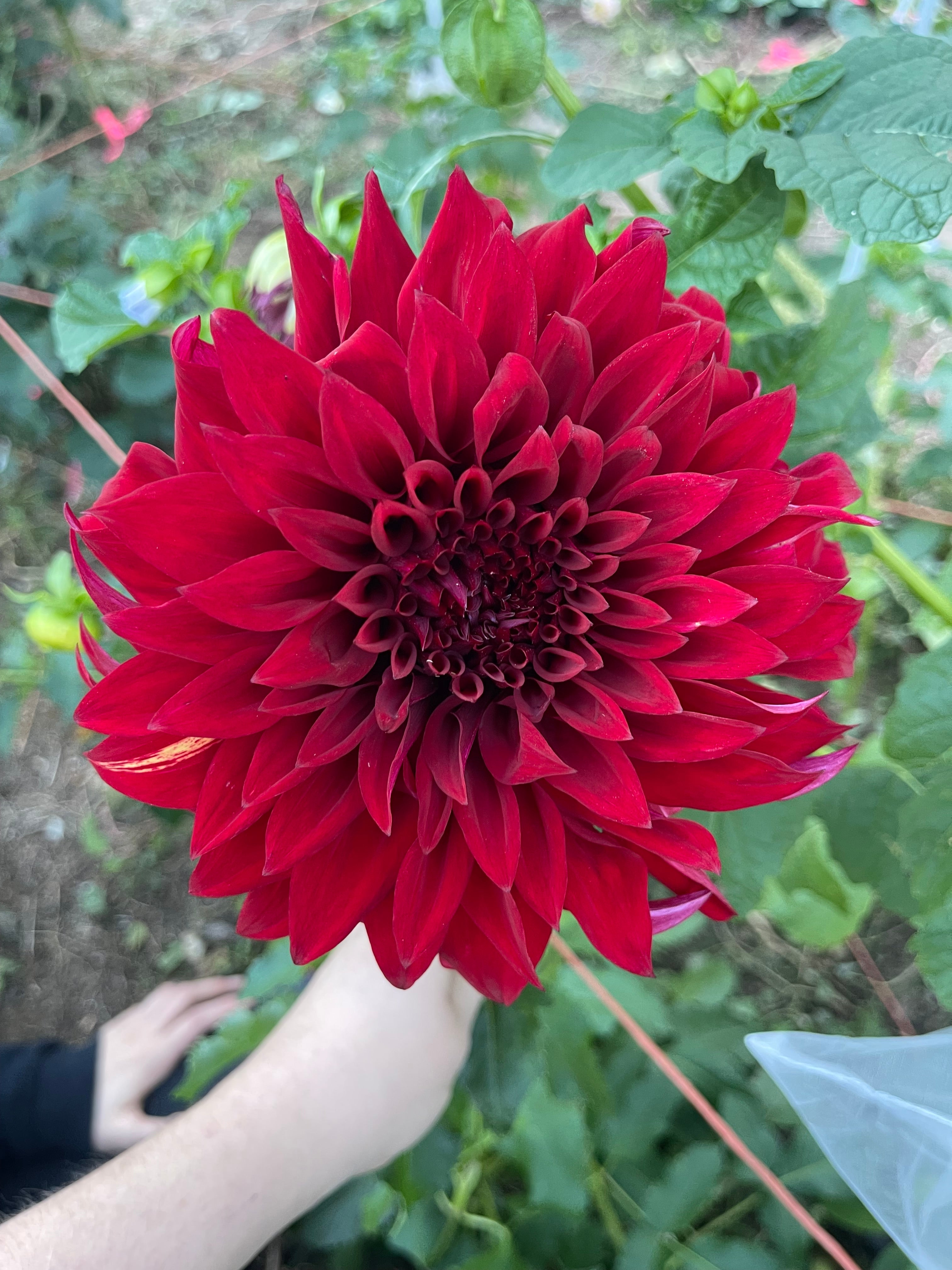 Potted Dahlia, Spartacus – Cocoa Bella Flower Co.