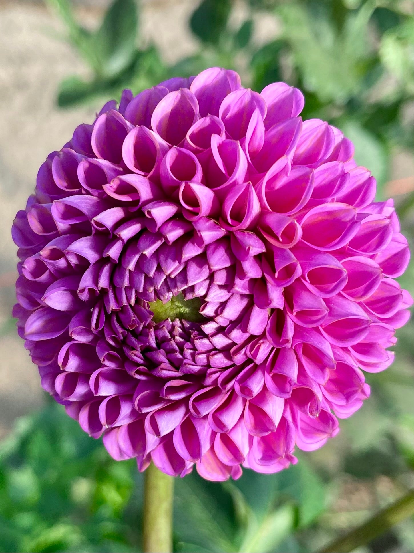 Potted Dahlia, Isabel – Cocoa Bella Flower Co.