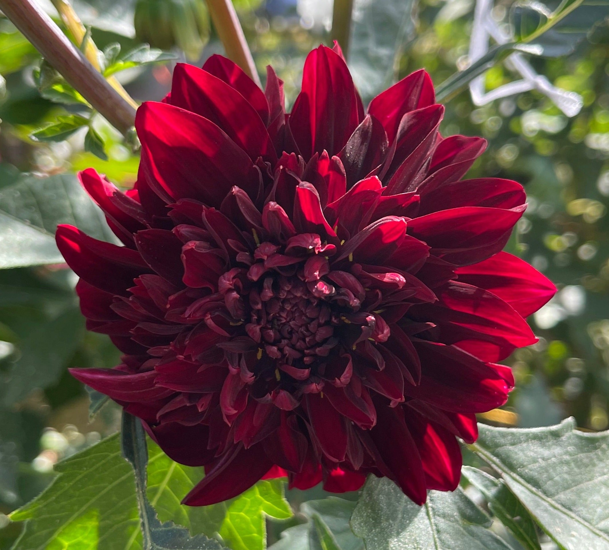 Potted Dahlia, Soulman – Cocoa Bella Flower Co.