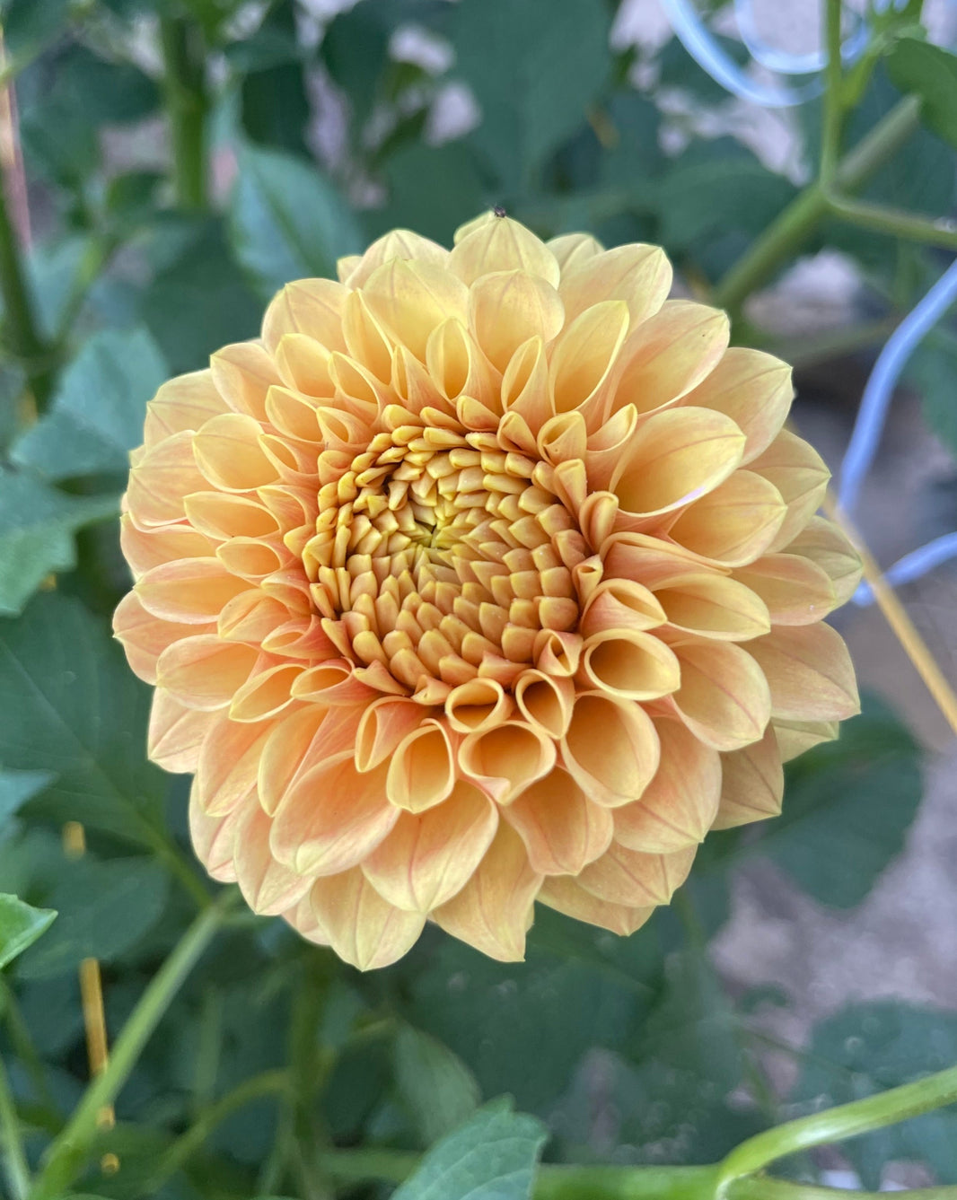 Locally Grown Potted Dahlias – Cocoa Bella Flower Co.